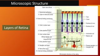 anatomy of retina | PPTX
