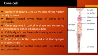 anatomy of retina | PPTX
