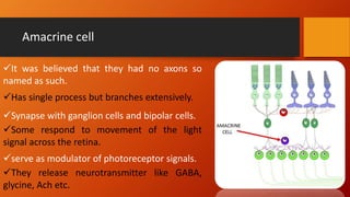anatomy of retina | PPTX