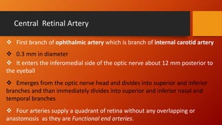 anatomy of retina | PPTX