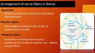 anatomy of retina | PPTX