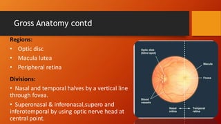 anatomy of retina | PPTX