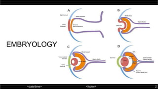 Retina structure and function | PPTX