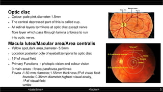 Retina structure and function | PPTX