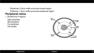 Retina structure and function | PPTX
