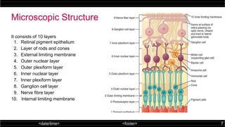 Retina structure and function | PPTX