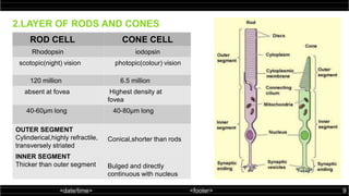 Retina structure and function | PPTX