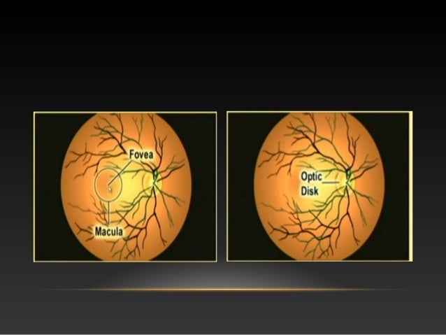 Retina recognition biometrics drishtysharma