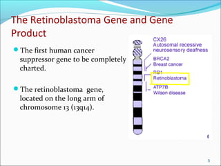 Retinoblastoma Gene Product