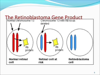 Retinoblastoma Gene Product