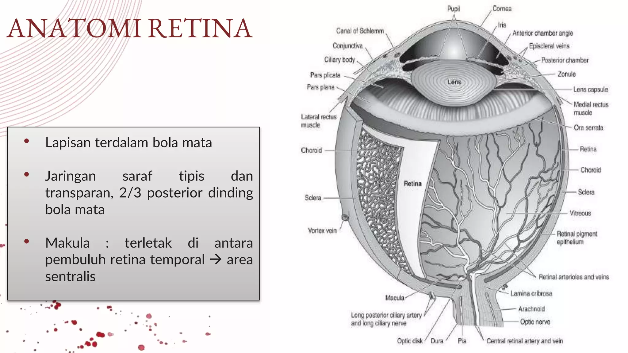 RETINOBLASTOMA.pptx