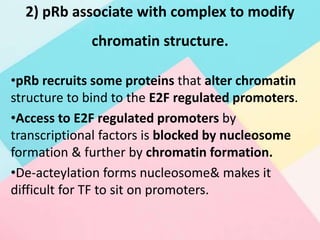 Retinoblastoma protein and gene | PPTX | Genetics | Science
