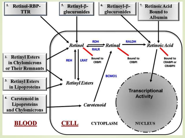 Retinoids in therapy | PPTX