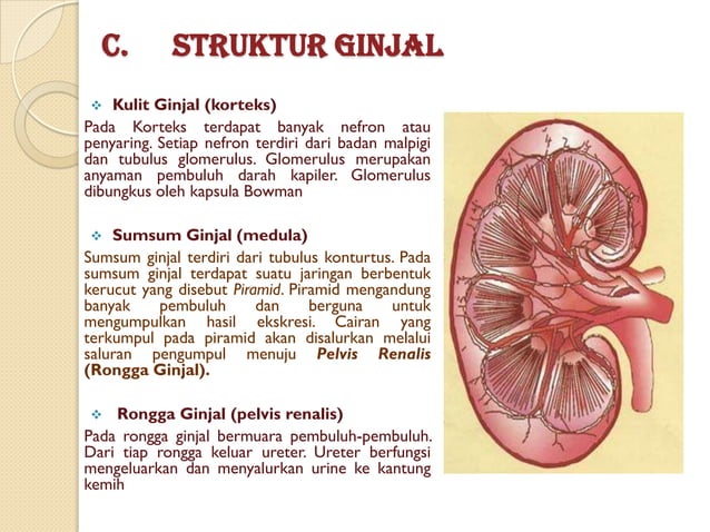 Ginjal | PPTX