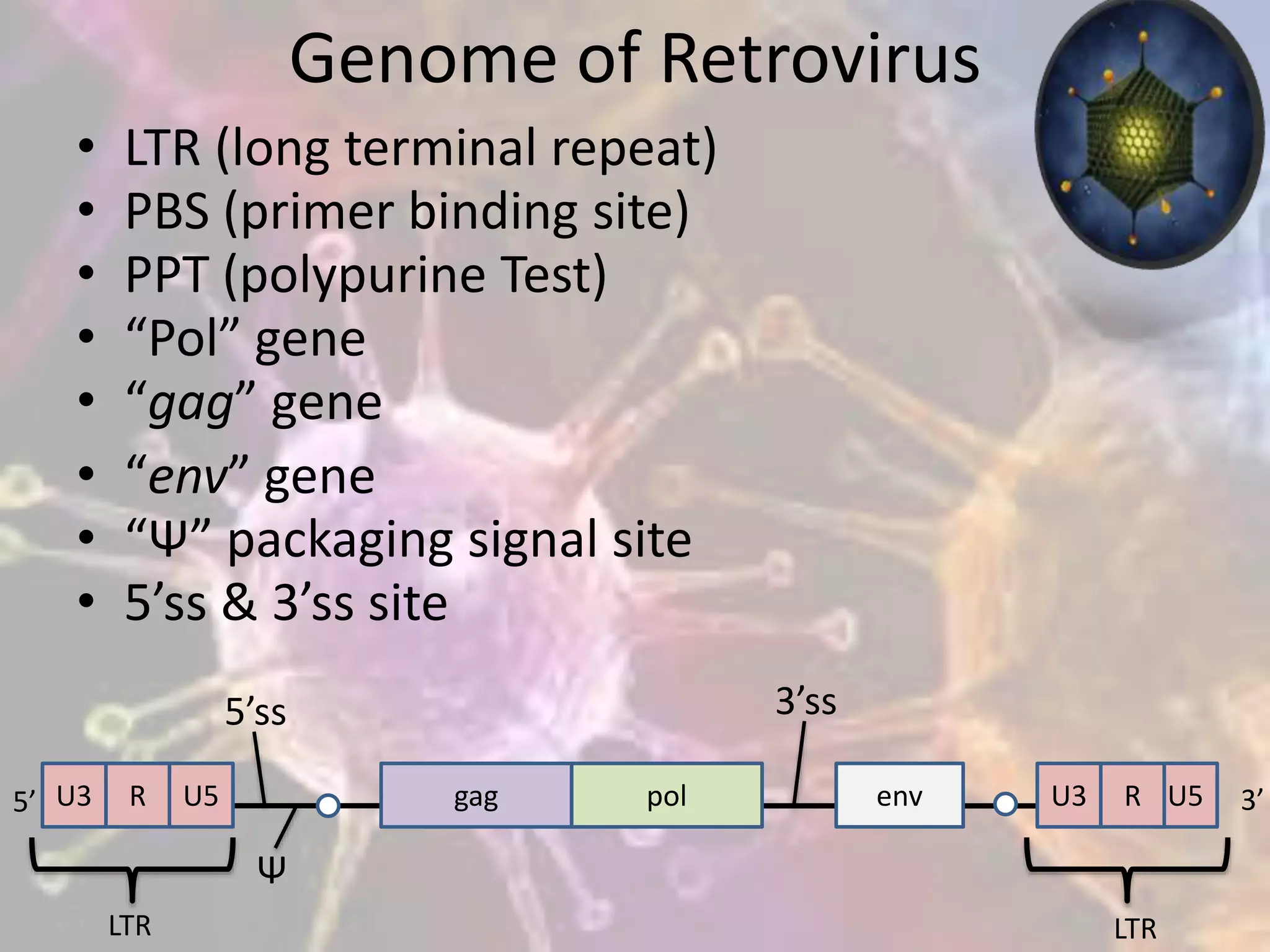 Retroviral Vectors | PPTX