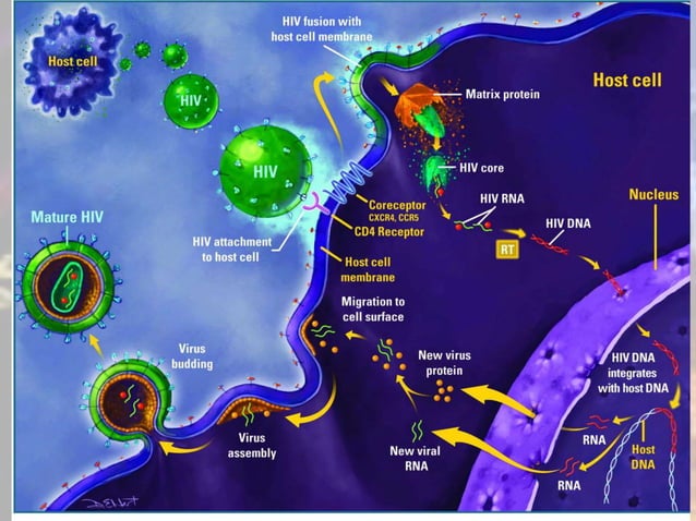 Retroviral Vectors | PPTX | Genetics | Science