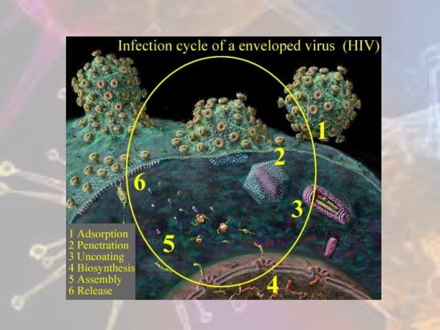 Retroviral Vectors | PPTX | Genetics | Science