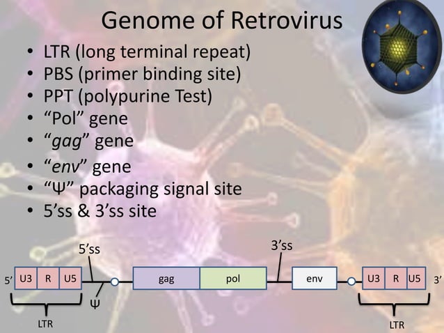 Retroviral Vectors | PPTX | Genetics | Science