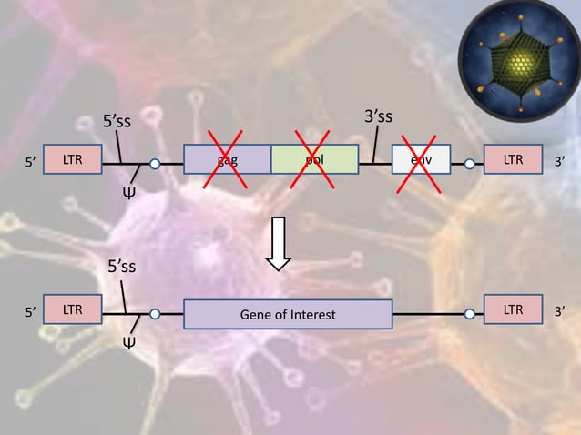 Retroviral Vectors | PPTX | Genetics | Science
