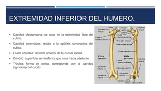 Presentación huesos del hombro | PPTX
