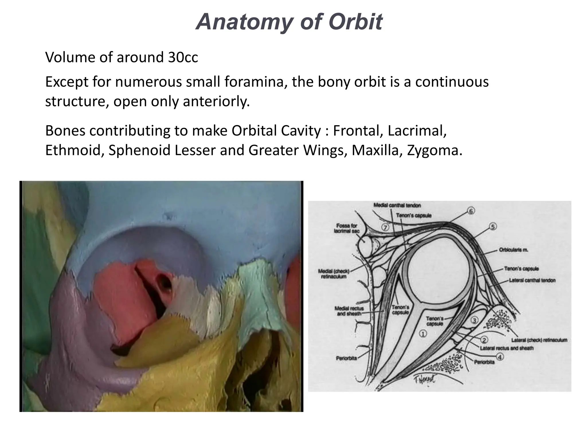 retrobulbar hemorrhage - anatomy physiology.pptx