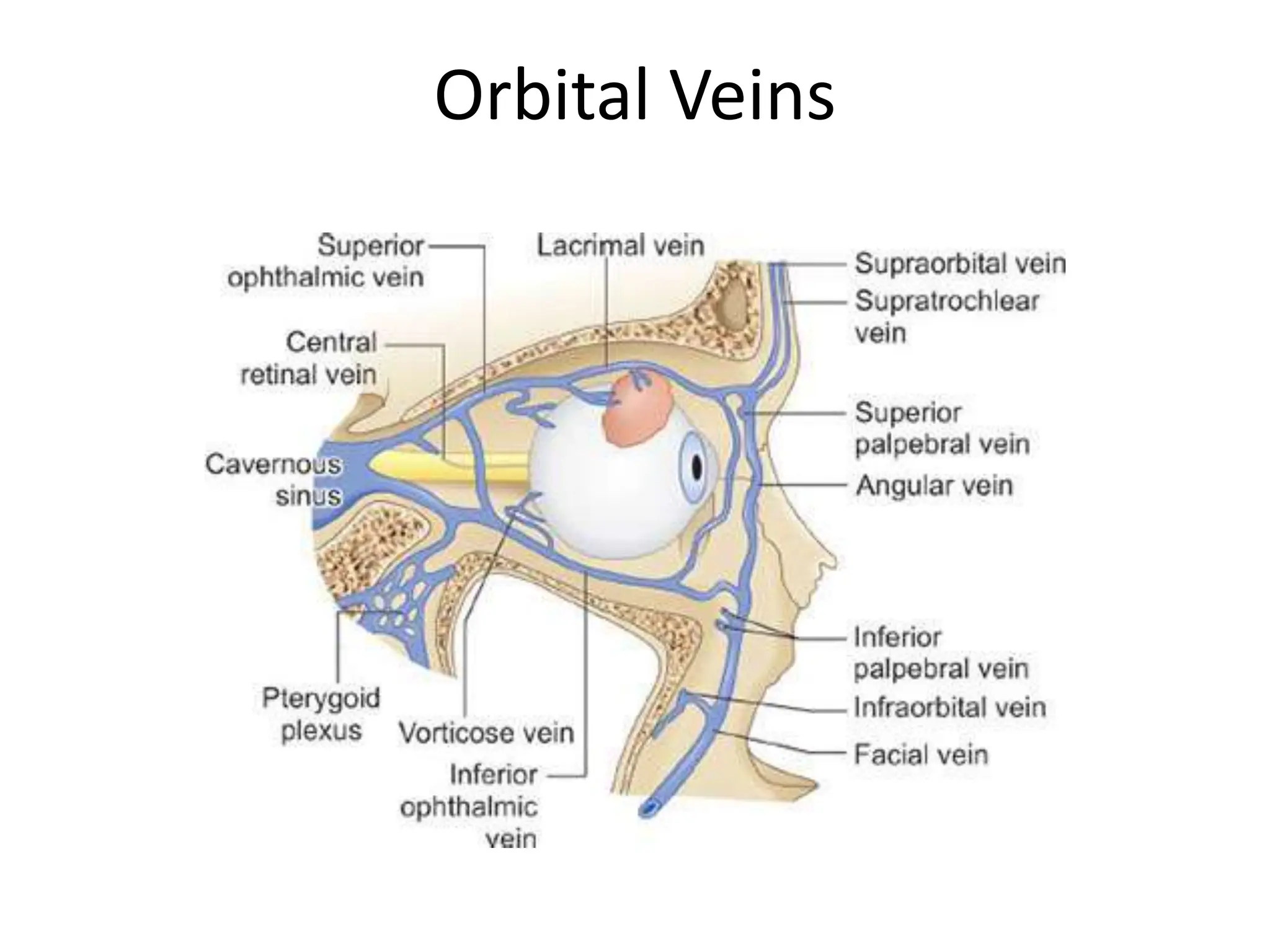 retrobulbar hemorrhage - anatomy physiology.pptx
