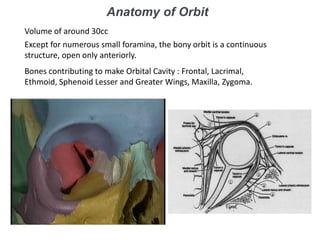 retrobulbar hemorrhage - anatomy physiology.pptx