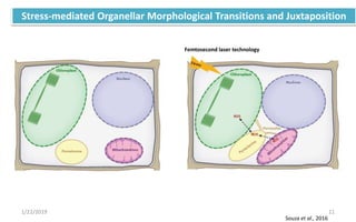 Retrograde signalling | PPT