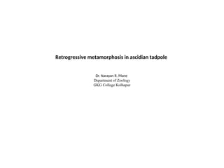 retrogressive metamorphosis in urochodates.pptx