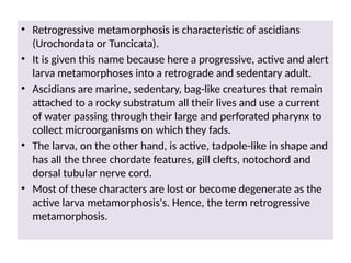 retrogressive metamorphosis in urochodates.pptx
