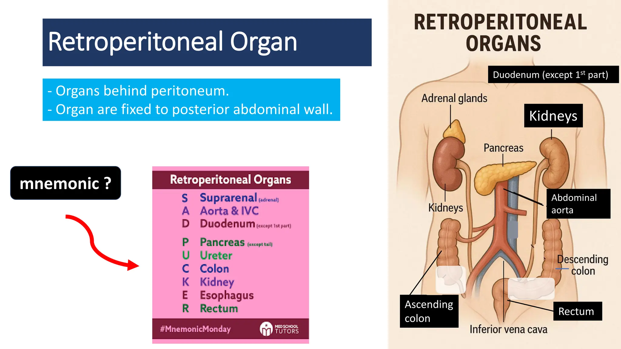 Retrointraperitoneeal vs intraperitoneal organs.pdf