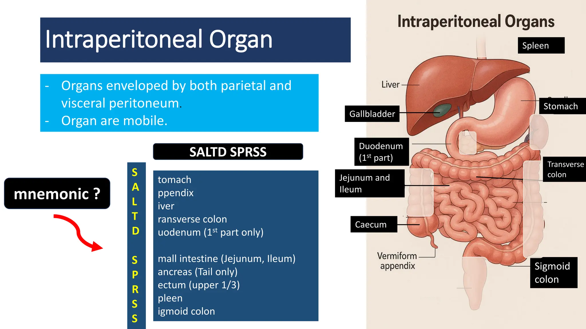 Retrointraperitoneeal vs intraperitoneal organs.pdf