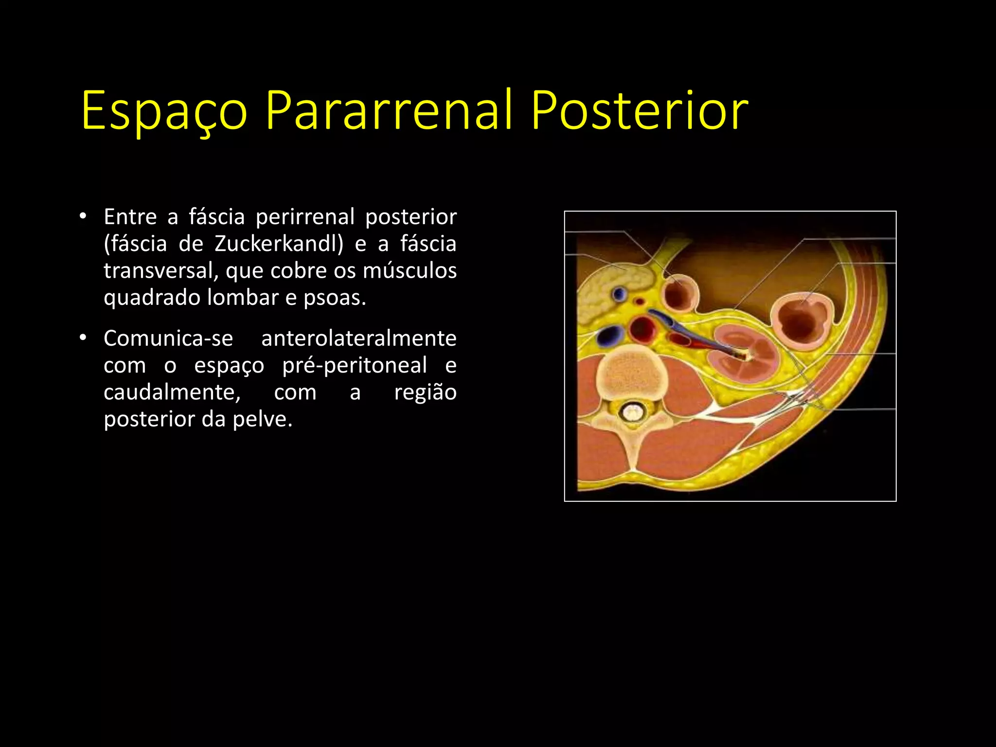 Ultrassom do Retroperitônio e Peritônio | PPTX