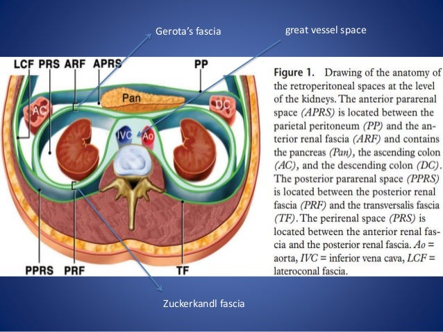 Gerota Fascia Anatomy