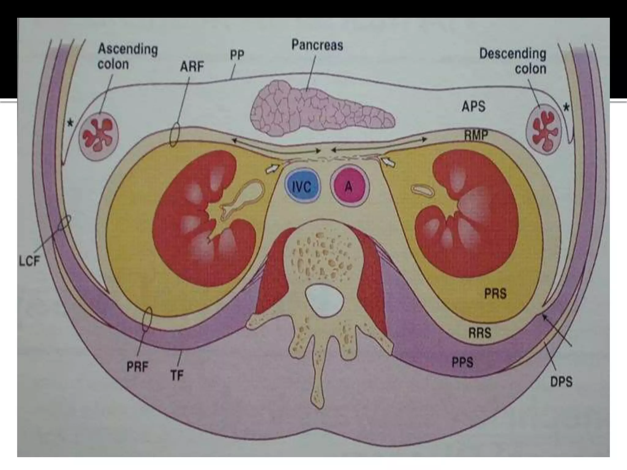 Retroperitoneal space | PPTX