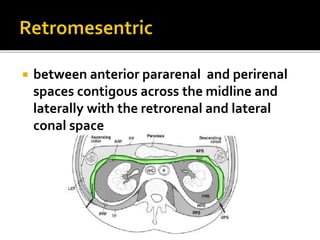 Retroperitoneal space | PPTX