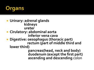 Retroperitoneal space | PPTX