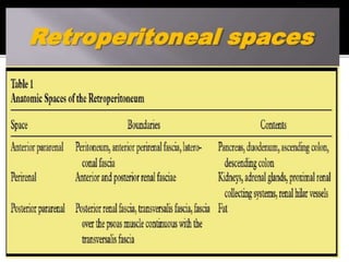 Retroperitoneal Anatomy