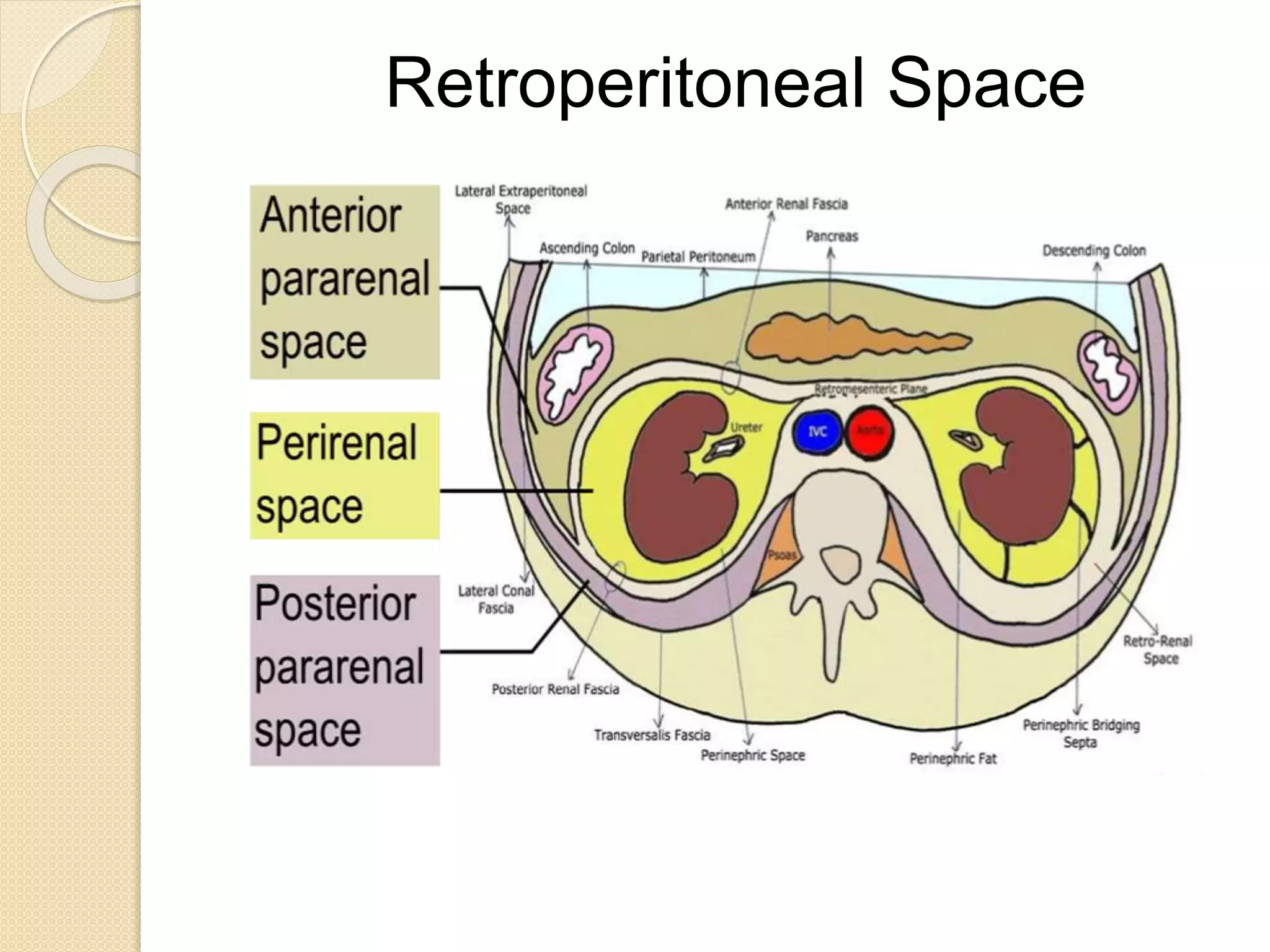 Retroperitoneal Space of the Kidney.pptx