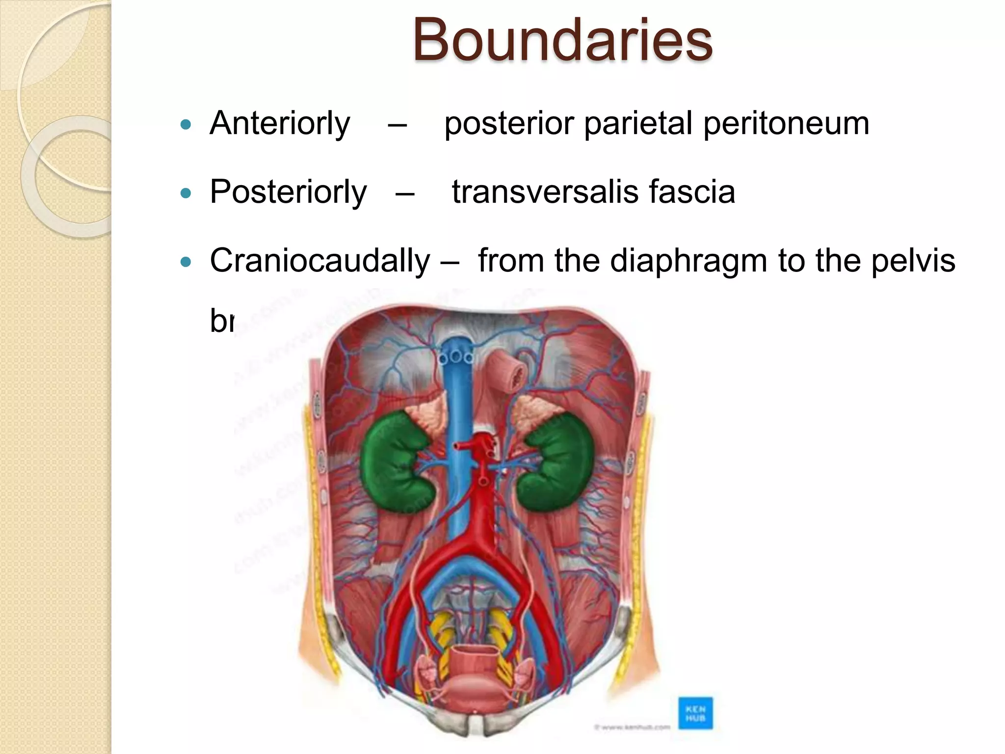 Retroperitoneal Space of the Kidney.pptx