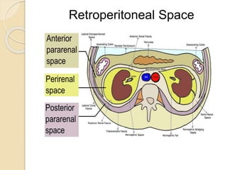 Retroperitoneal Space of the Kidney.pptx | Endocrine and Metabolic ...
