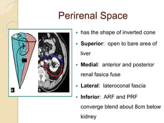 Retroperitoneal Space of the Kidney.pptx | Endocrine and Metabolic ...