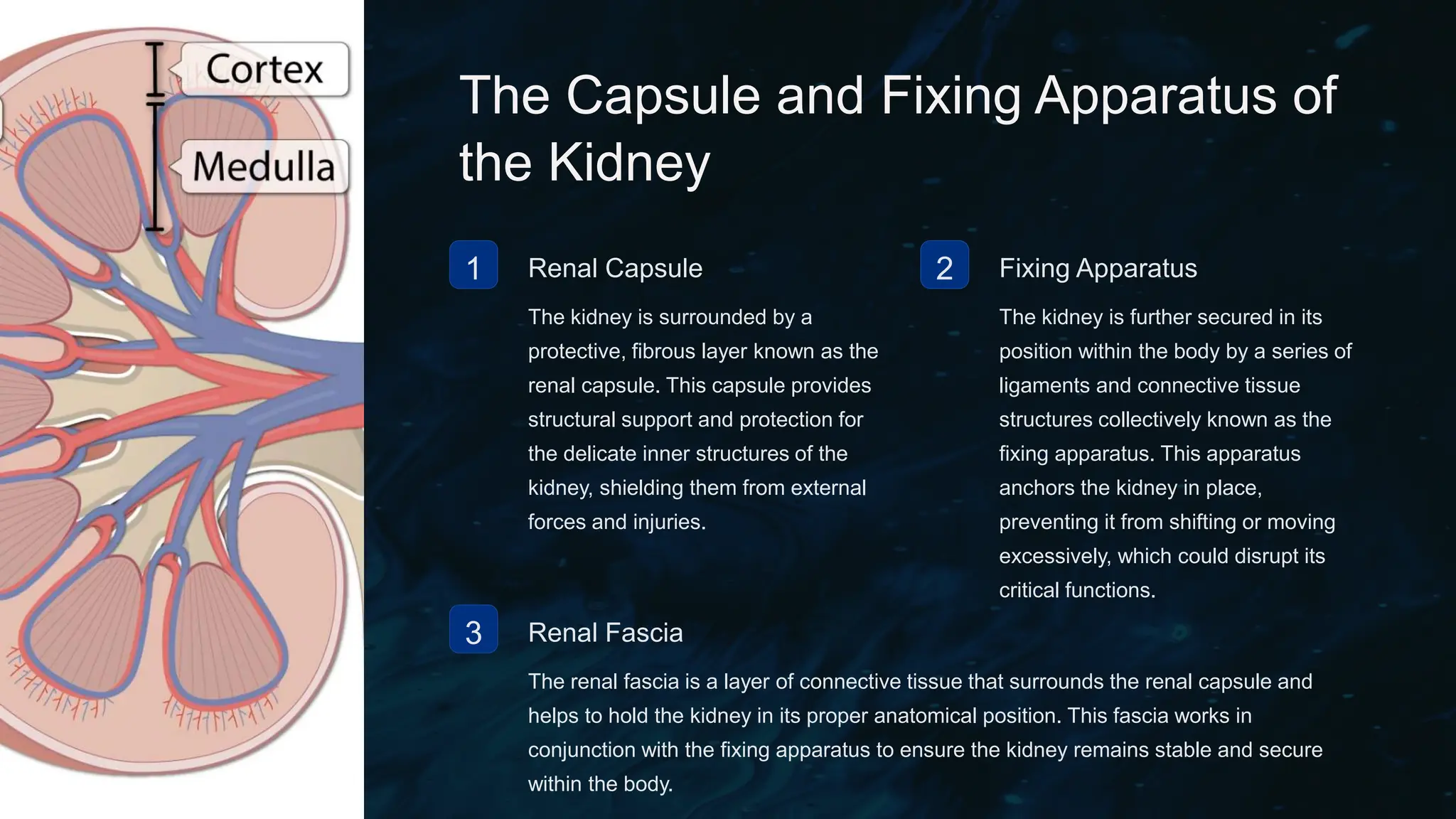 Clinical anatomy of the retroperitoneal space. Vessels and nerves of ...