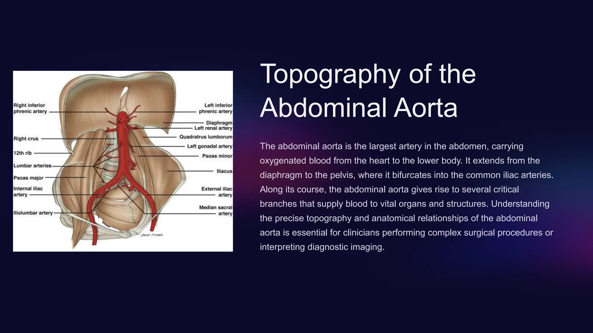 Clinical anatomy of the retroperitoneal space. Vessels and nerves of ...