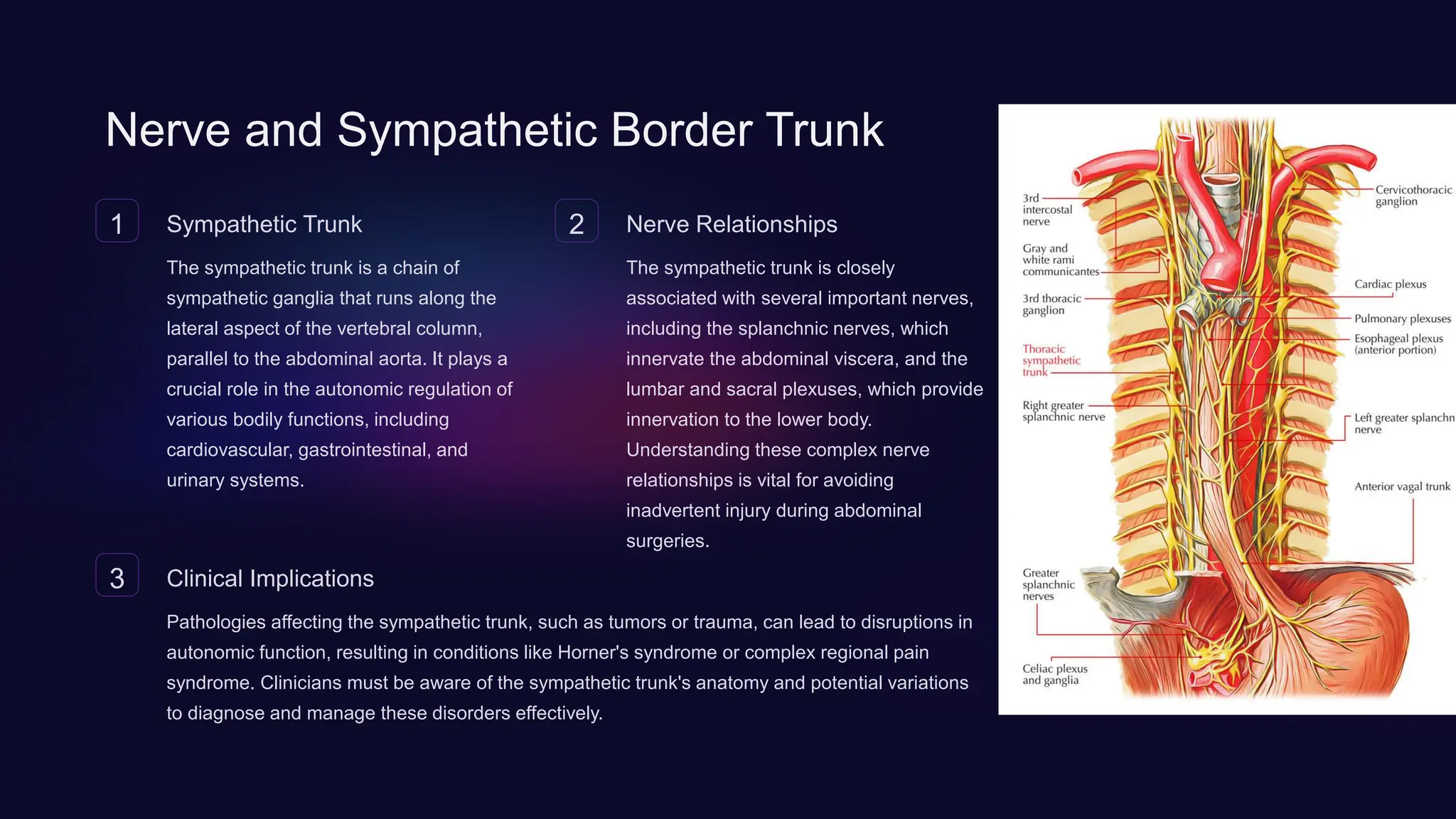 Clinical anatomy of the retroperitoneal space. Vessels and nerves of ...