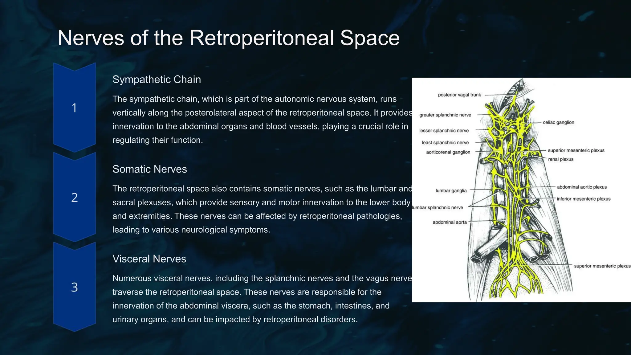 Clinical anatomy of the retroperitoneal space. Vessels and nerves of ...