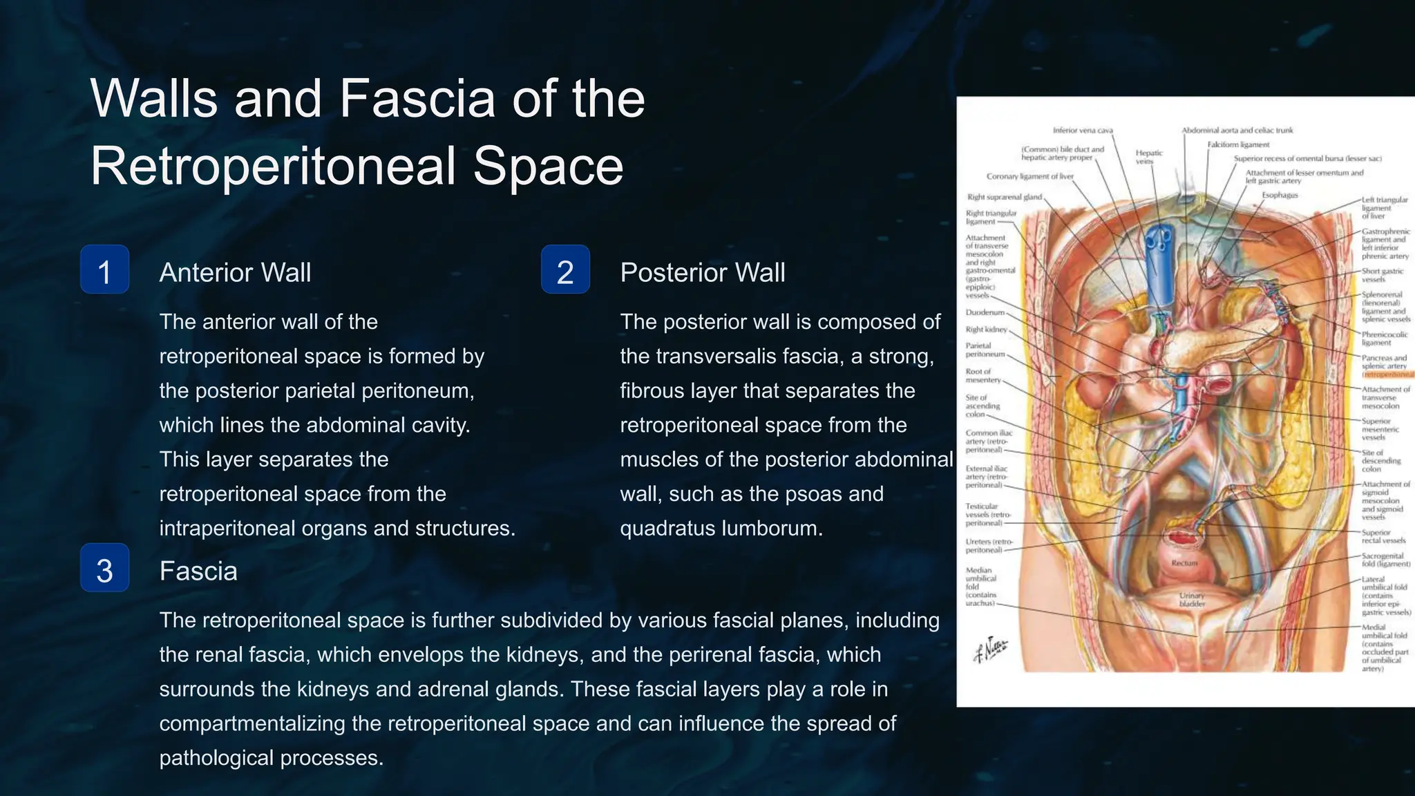 Clinical anatomy of the retroperitoneal space. Vessels and nerves of ...
