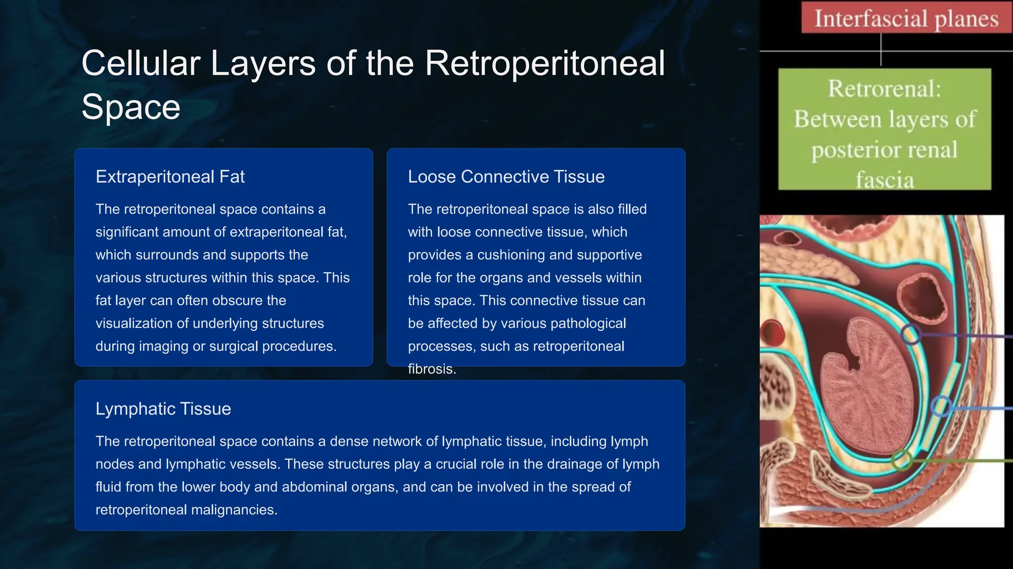 Clinical anatomy of the retroperitoneal space. Vessels and nerves of ...