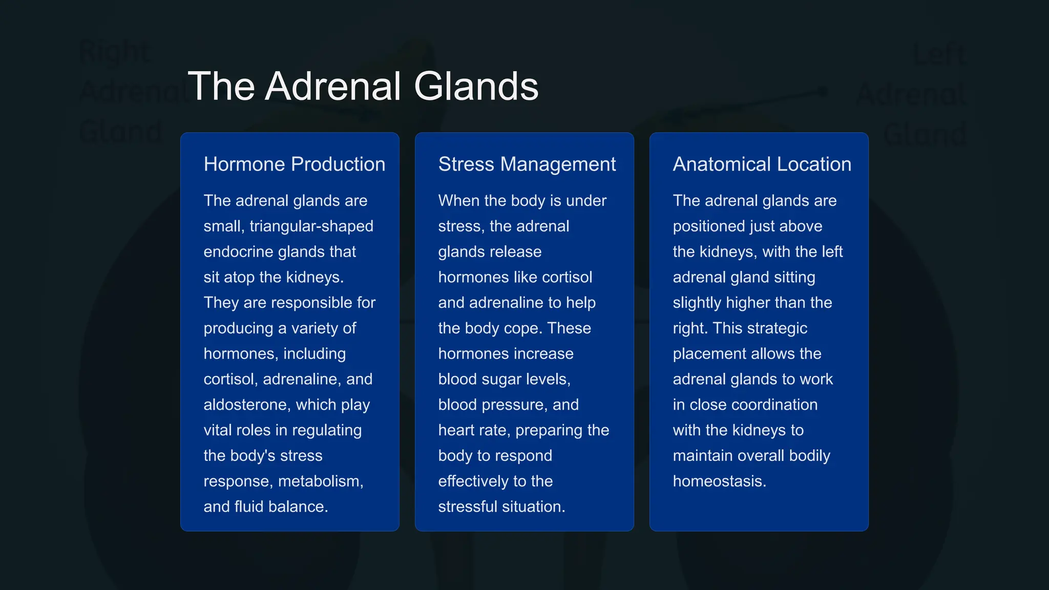 Clinical anatomy of the retroperitoneal space. Vessels and nerves of ...