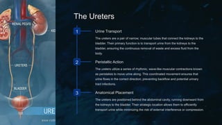Clinical anatomy of the retroperitoneal space. Vessels and nerves of ...